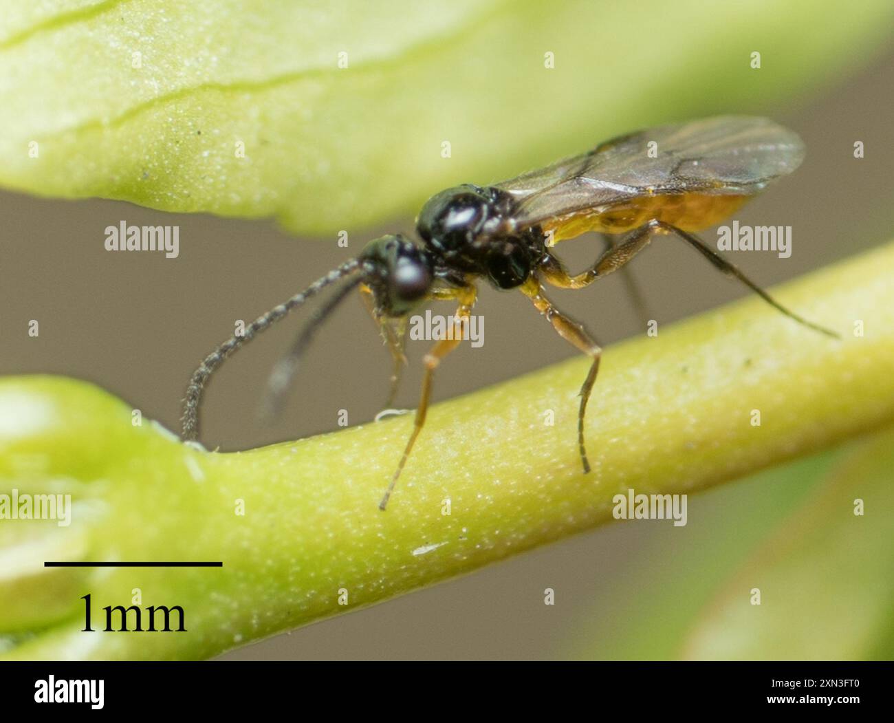 Aphid Mummy Wasps (Aphidiinae) Insecta Stock Photo - Alamy
