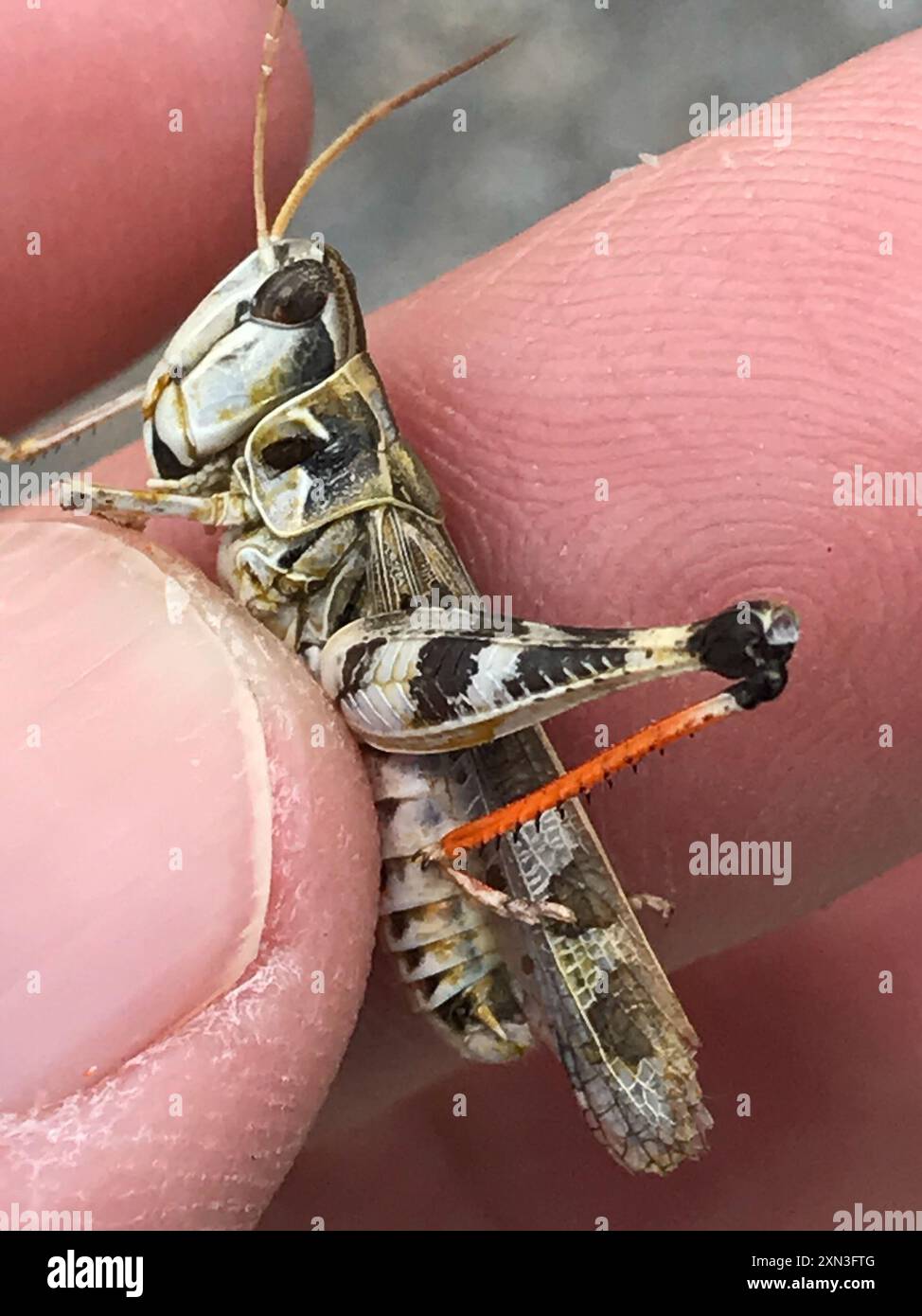 Four-spotted Grasshopper (Phlibostroma quadrimaculatum) Insecta Stock ...