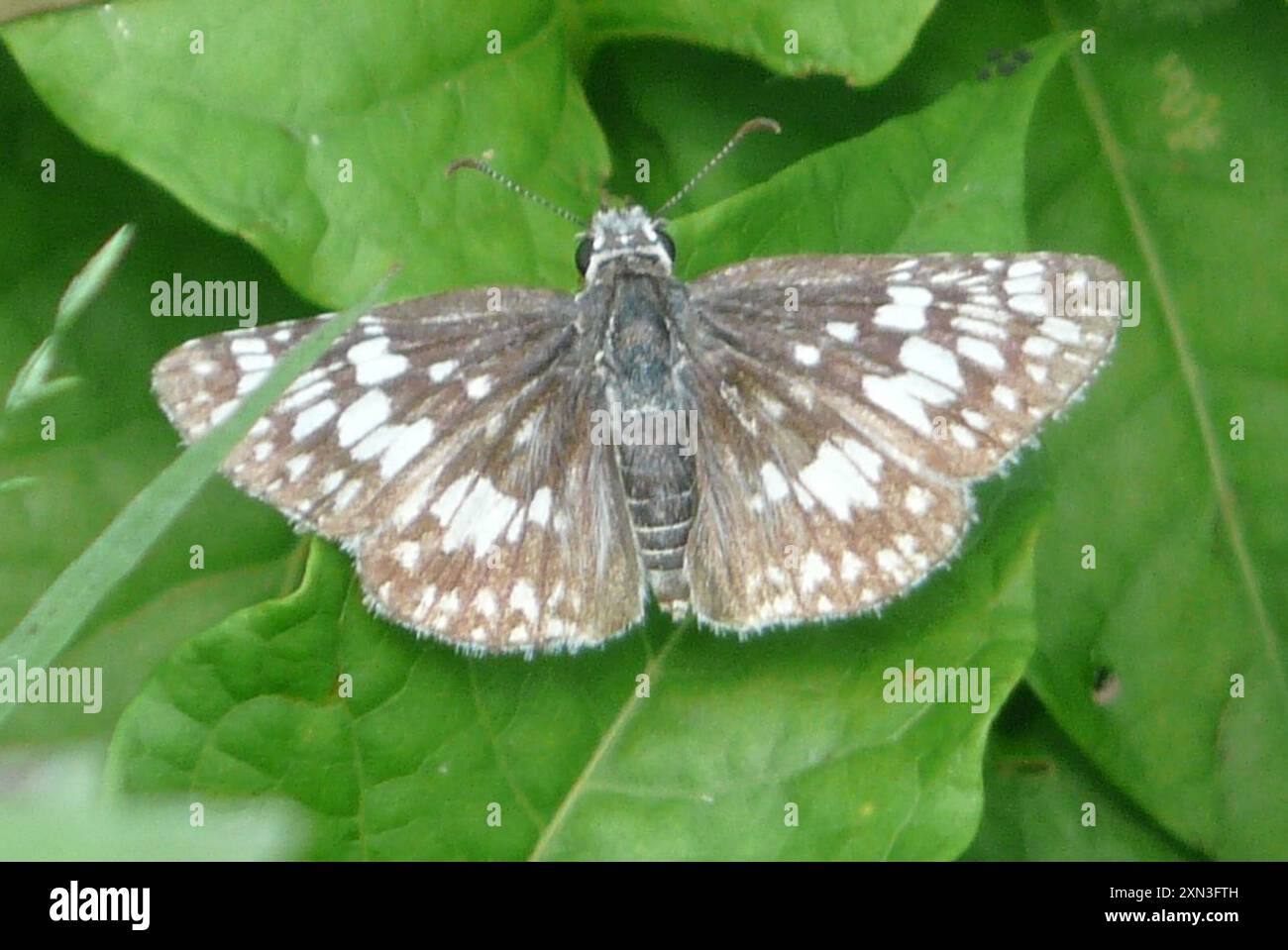 New World Checkered-Skippers (Burnsius) Insecta Stock Photo - Alamy