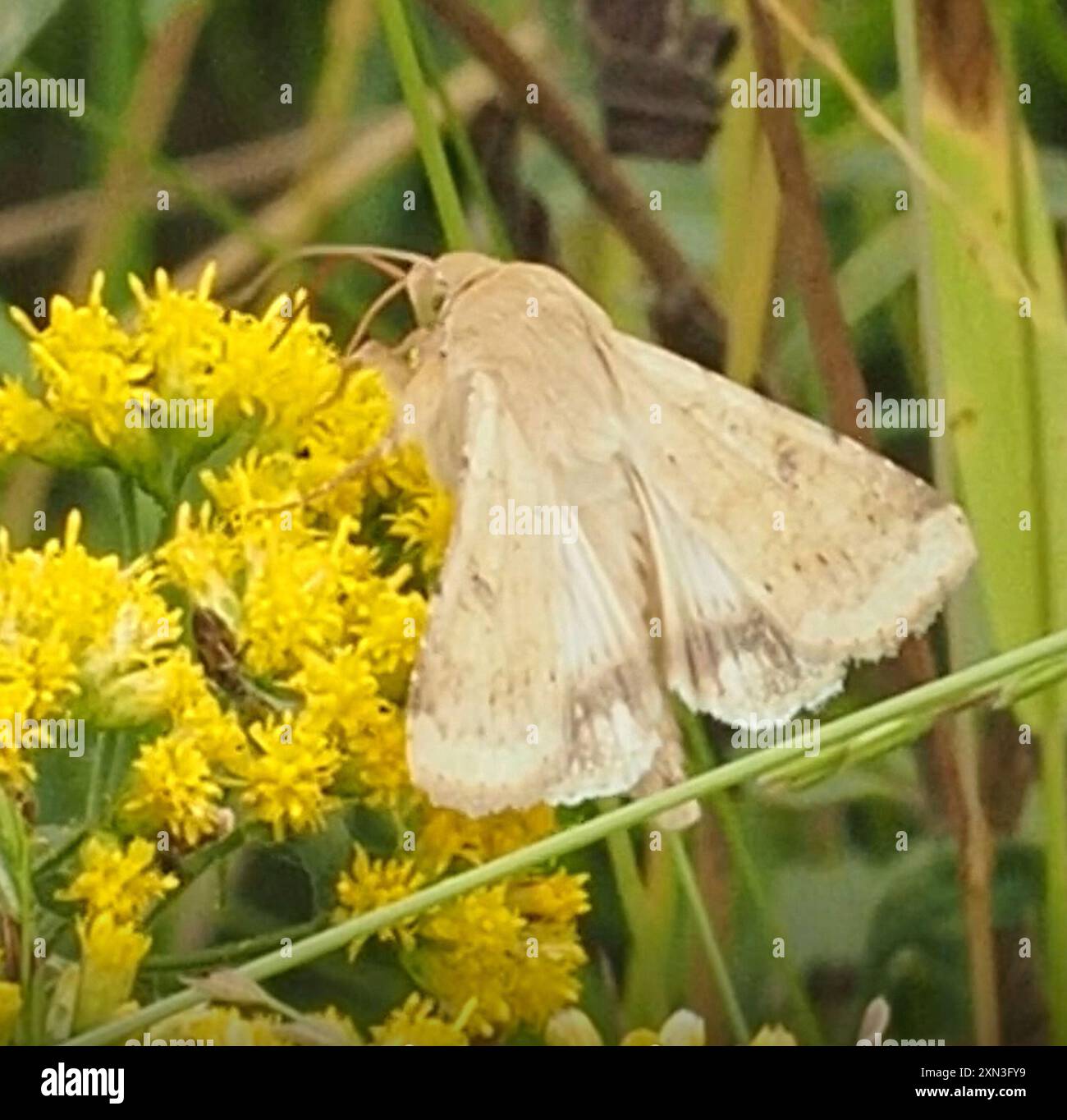 Corn Earworm Moth (Helicoverpa zea) Insecta Stock Photo - Alamy