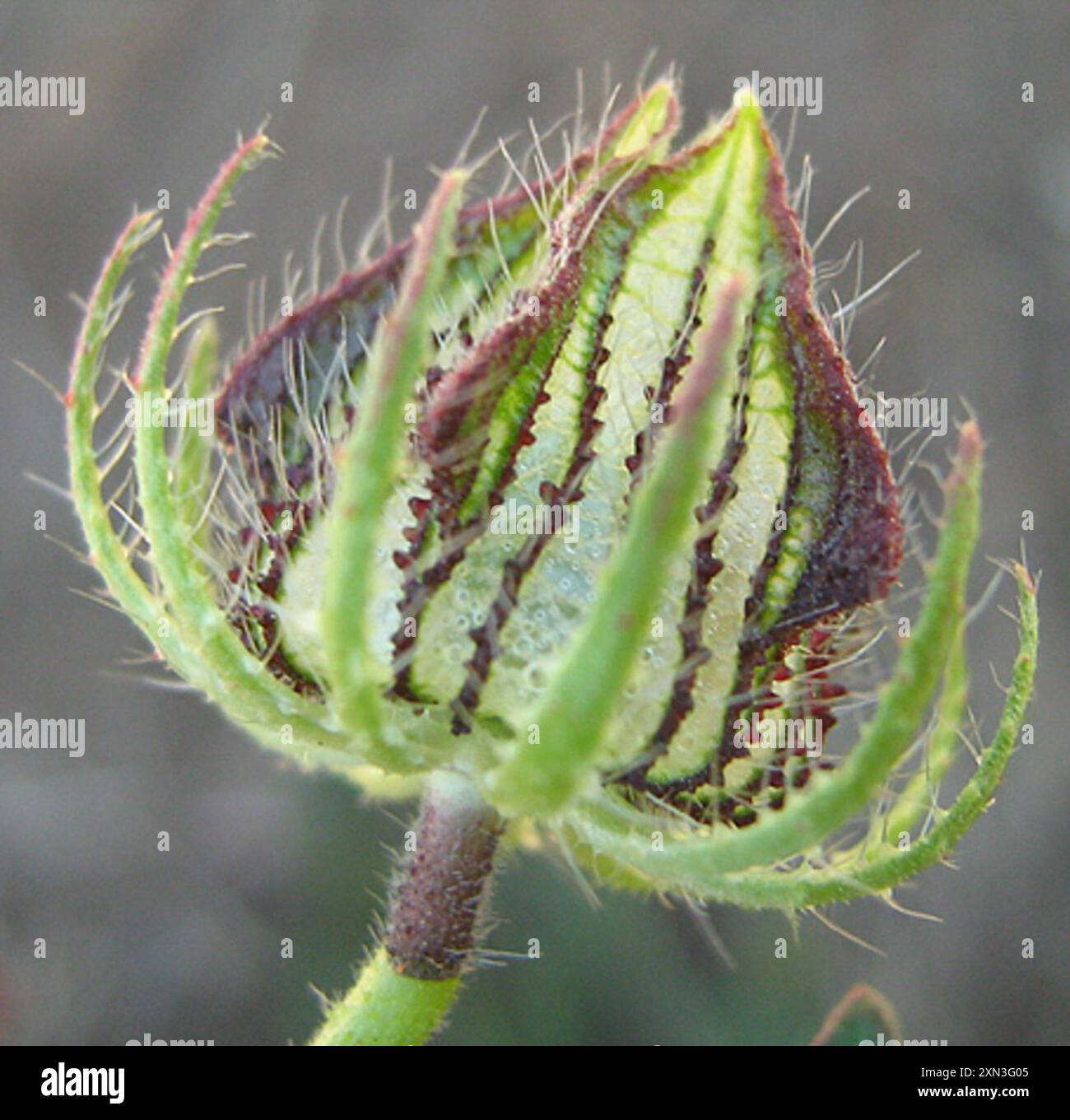 flower-of-an-hour (Hibiscus trionum) Plantae Stock Photo - Alamy