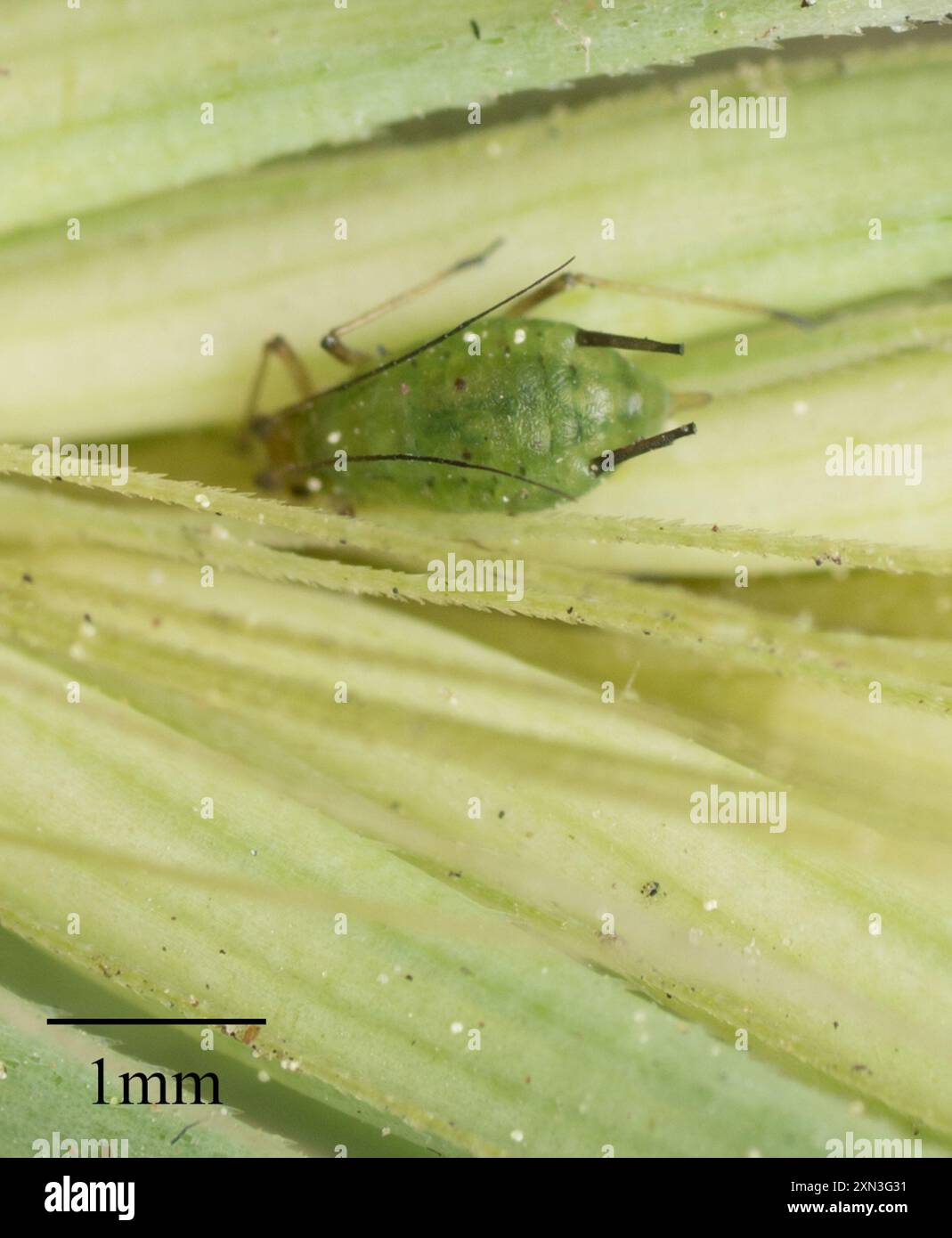 Grain Aphid (Sitobion fragariae) Insecta Stock Photo - Alamy