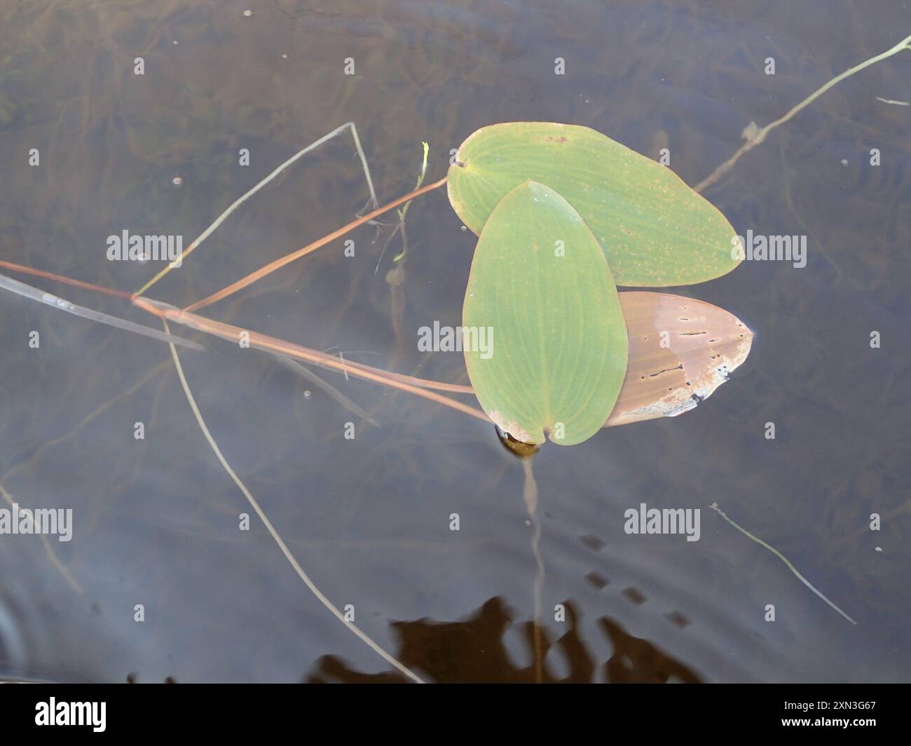 floating-leaved pondweed (Potamogeton natans) Plantae Stock Photo - Alamy