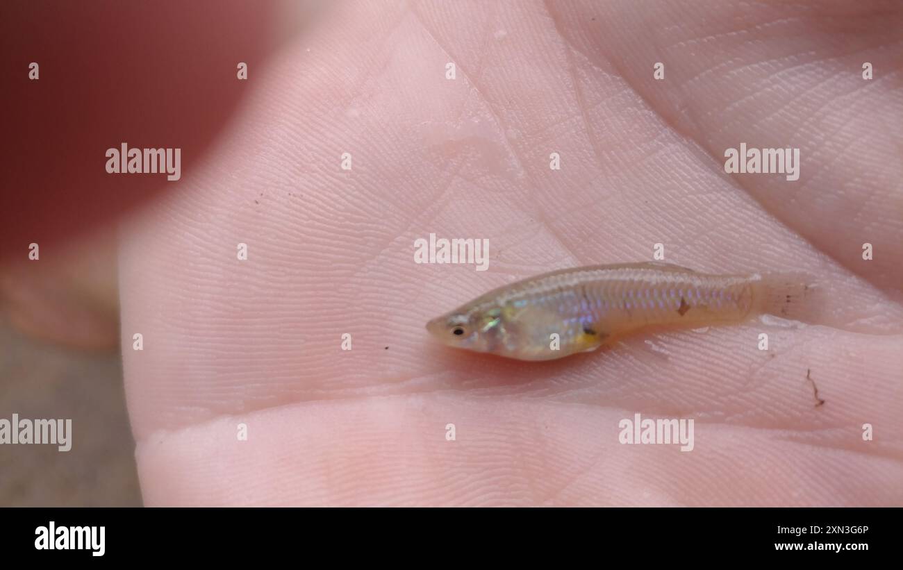 Western Mosquitofish (Gambusia affinis) Actinopterygii Stock Photo - Alamy
