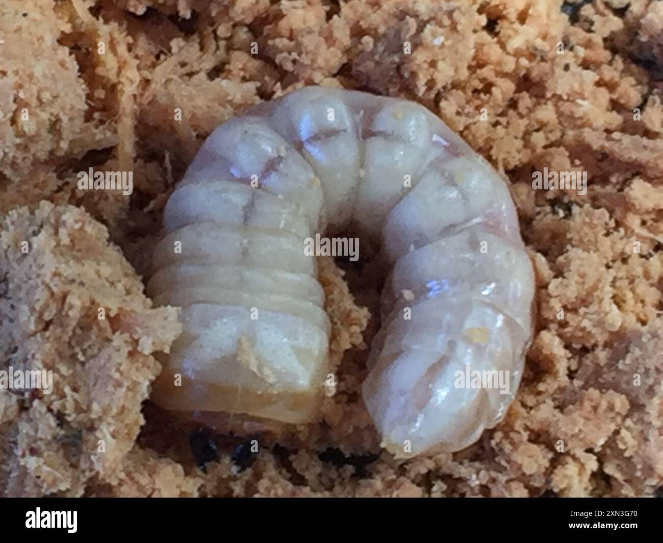 Huhu (Prionoplus reticularis) Insecta Stock Photo - Alamy