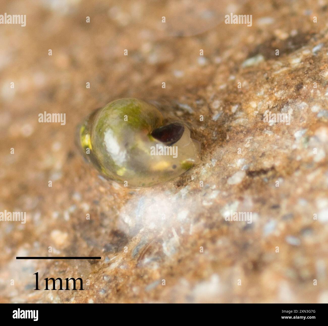 Gastropods (Gastropoda) Mollusca Stock Photo - Alamy