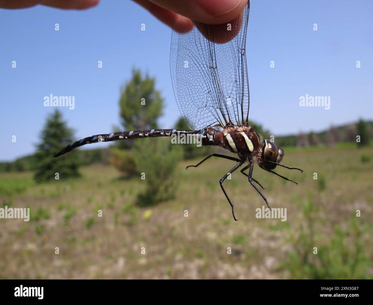 Black-tipped Darner (Aeshna tuberculifera) Insecta Stock Photo - Alamy