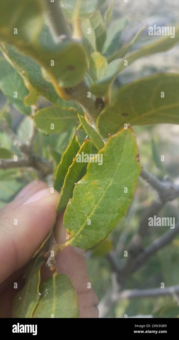 Quercus emoryi hi-res stock photography and images - Alamy