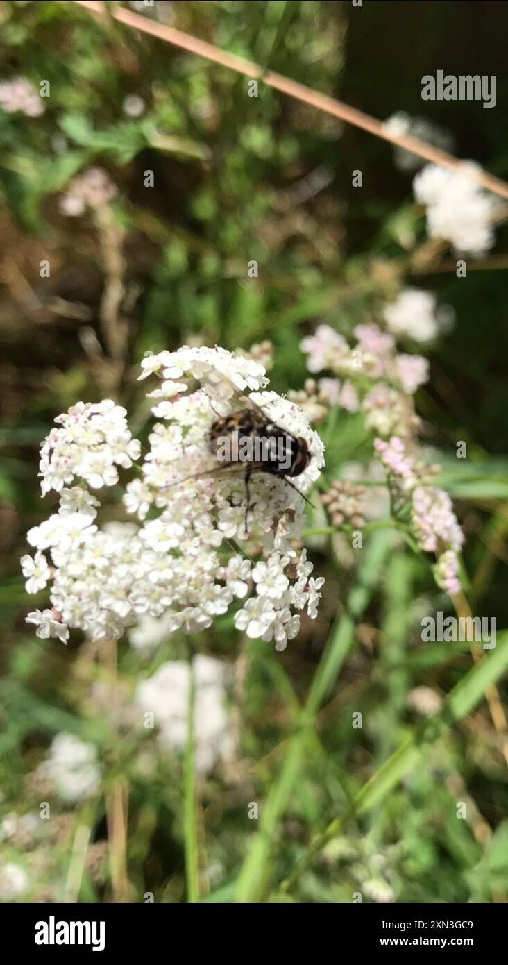 (Graphomya maculata) Insecta Stock Photo - Alamy