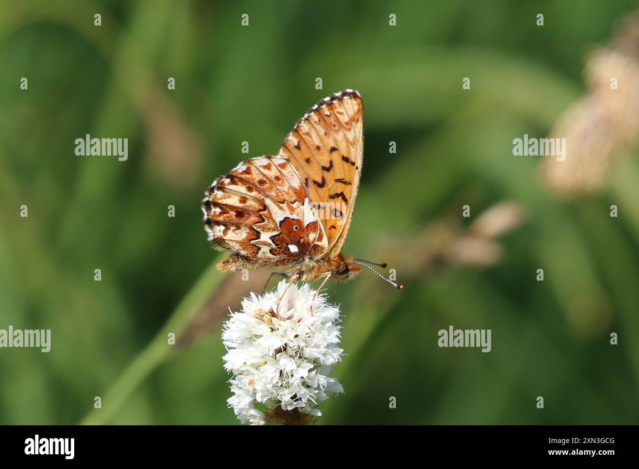 Arctic Fritillary (Boloria chariclea) Insecta Stock Photo - Alamy