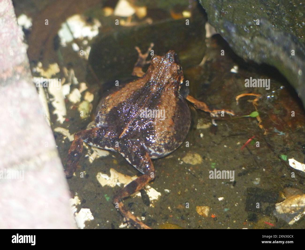 Tungara frog hi-res stock photography and images - Alamy