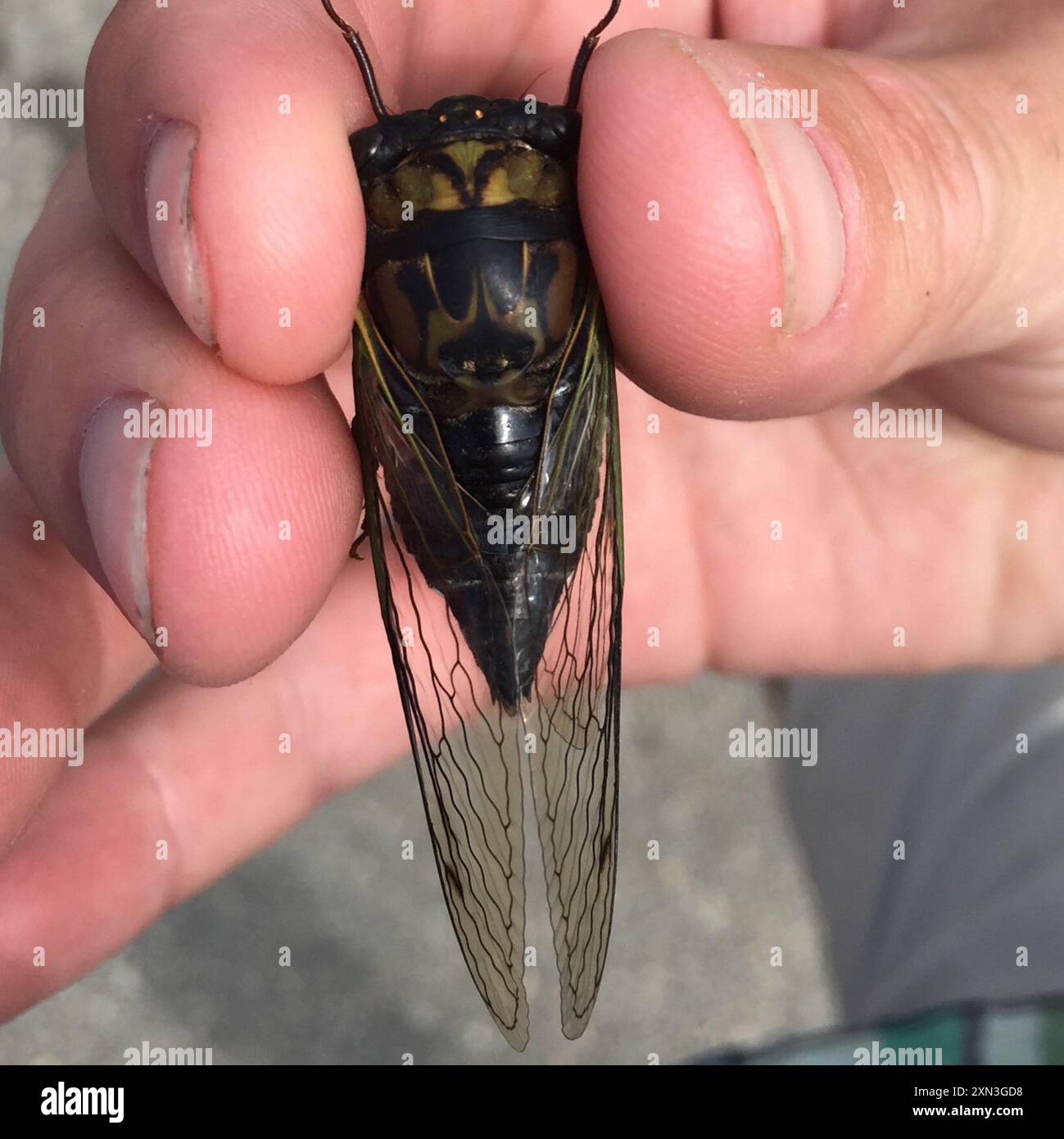 Lyric Cicada (Neotibicen lyricen) Insecta Stock Photo - Alamy