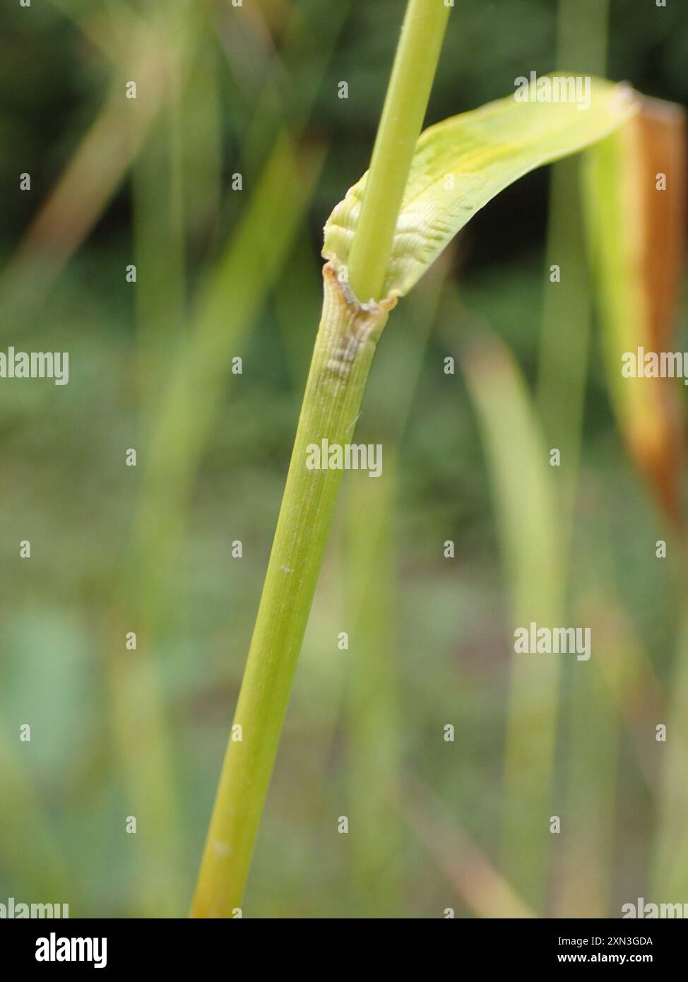 dark green bulrush (Scirpus atrovirens) Plantae Stock Photo - Alamy