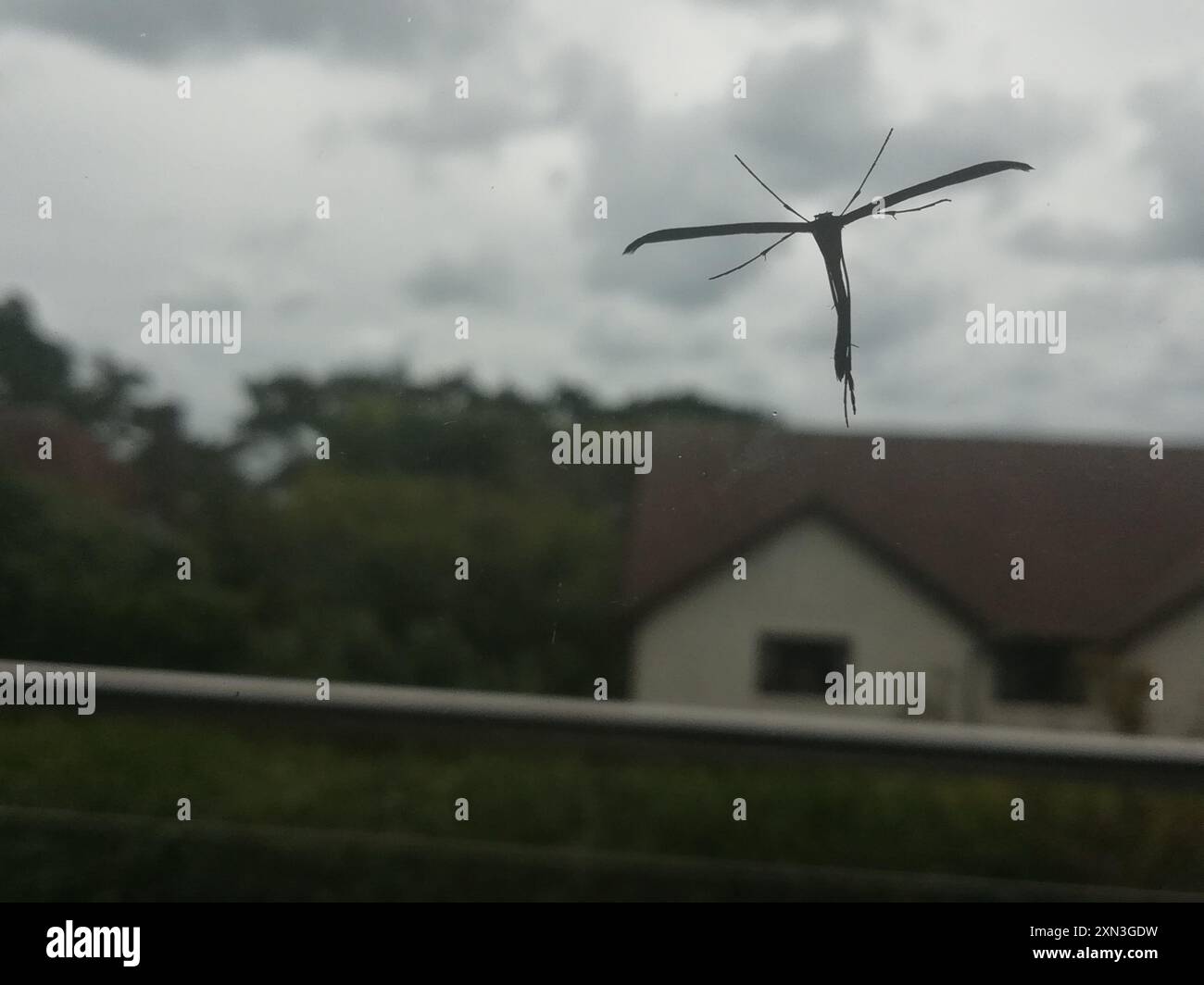 Morning-glory Plume Moth (Emmelina monodactyla) Insecta Stock Photo - Alamy