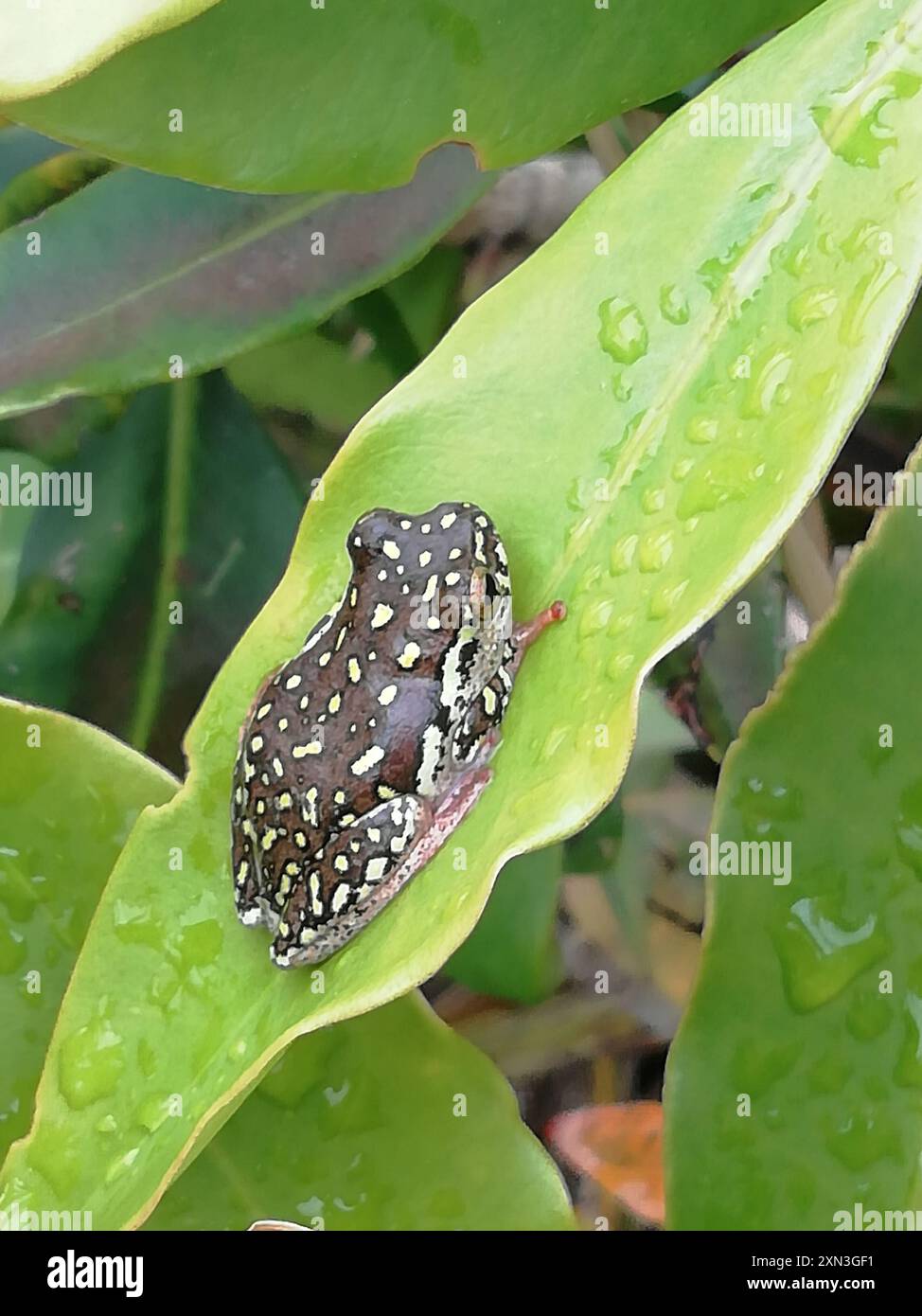Spotted Painted Reedfrog (Hyperolius marmoratus verrucosus) Amphibia ...