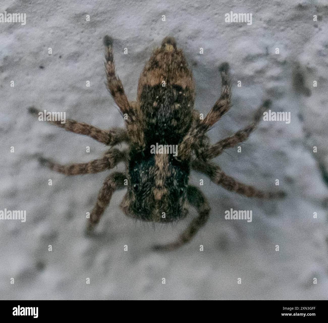 Asiatic Wall Jumping Spider (Attulus fasciger) Arachnida Stock Photo ...