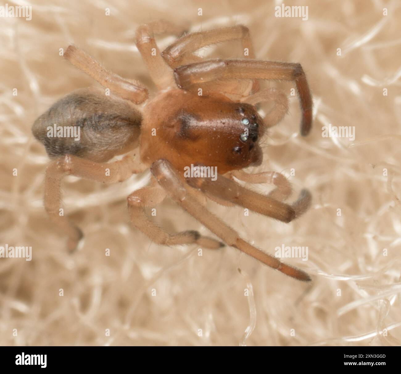 Spiders (Araneae) Arachnida Stock Photo - Alamy