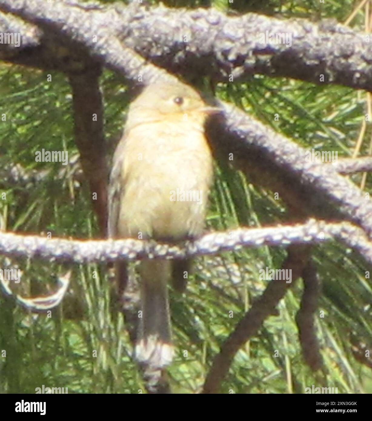 Buff-breasted Flycatcher (Empidonax fulvifrons) Aves Stock Photo - Alamy