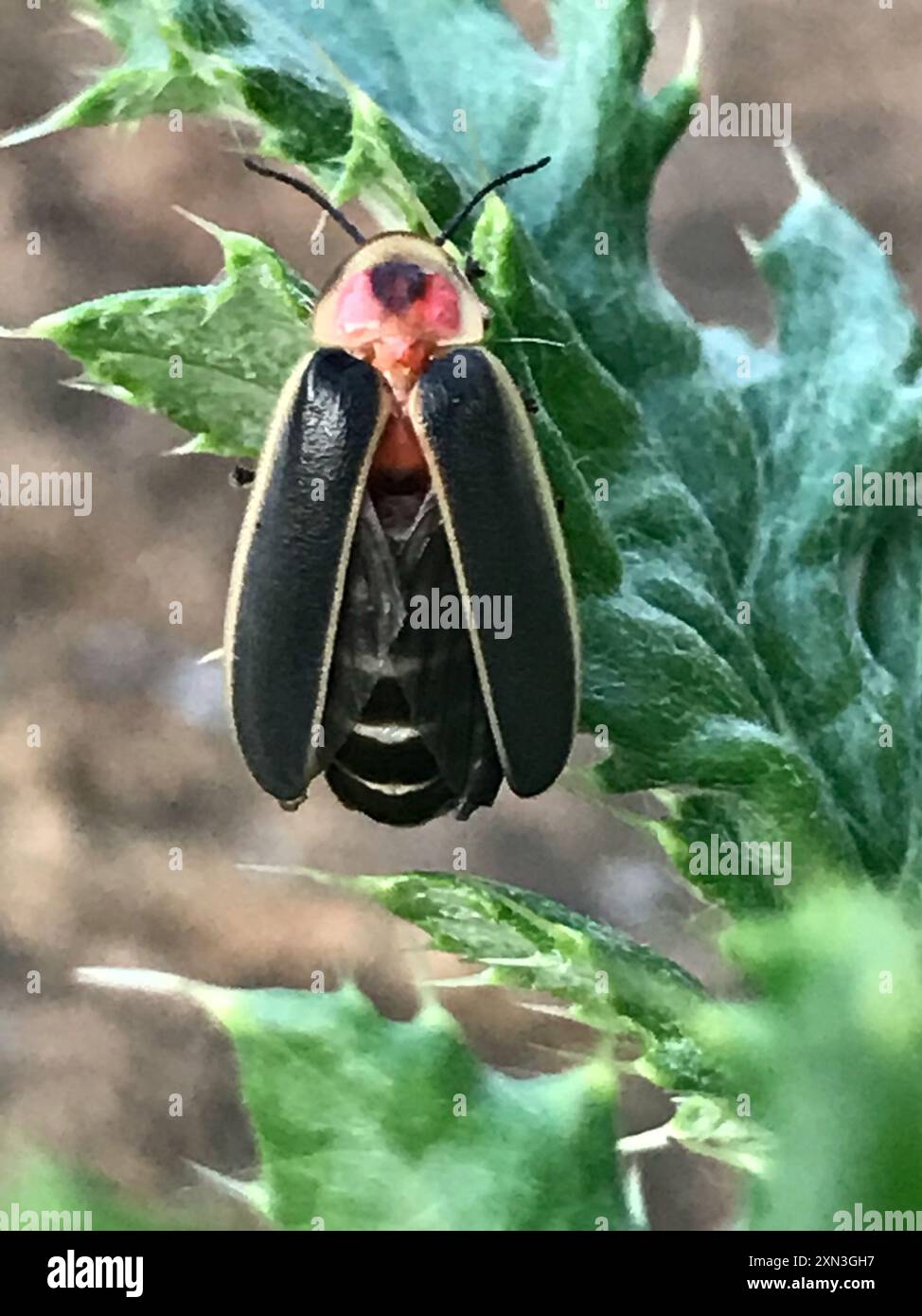 Common Eastern Firefly (Photinus pyralis) Insecta Stock Photo - Alamy
