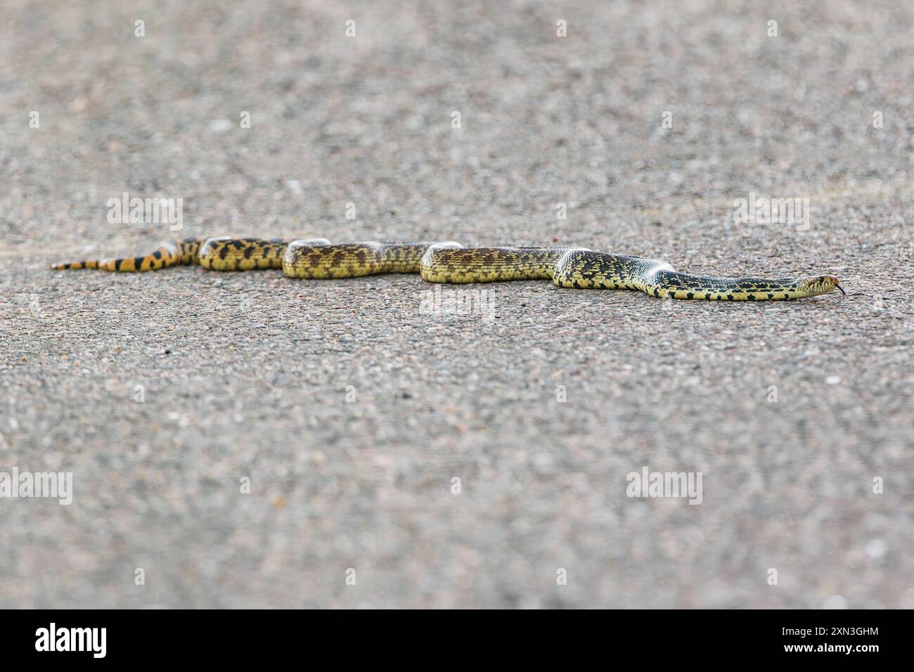 A Bullsnake slithering across the road at Rocky Mountain Arsenal ...