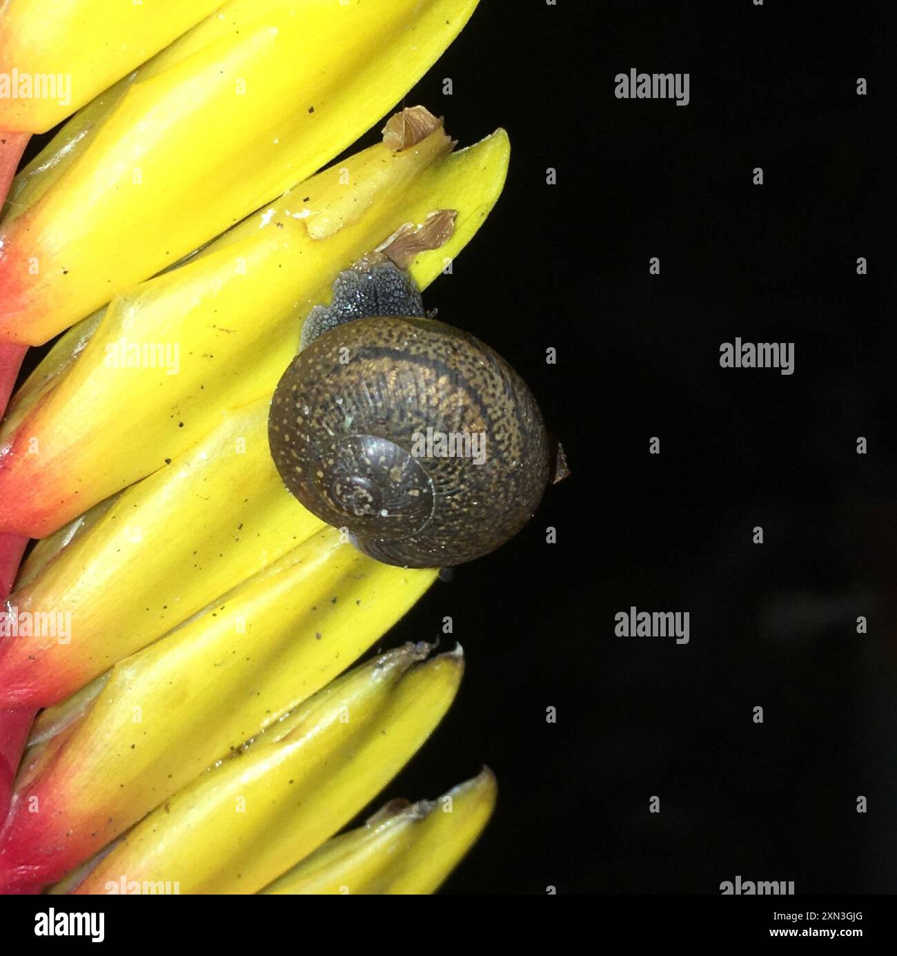 Cuban Brown Snail (Zachrysia provisoria) Mollusca Stock Photo - Alamy