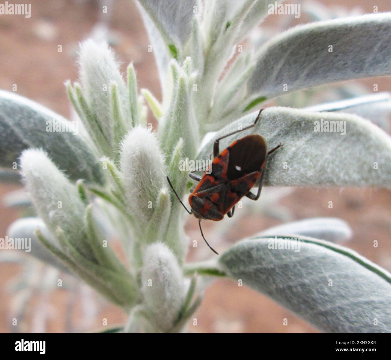 Seed-eating Bugs (Graptostethus) Insecta Stock Photo - Alamy