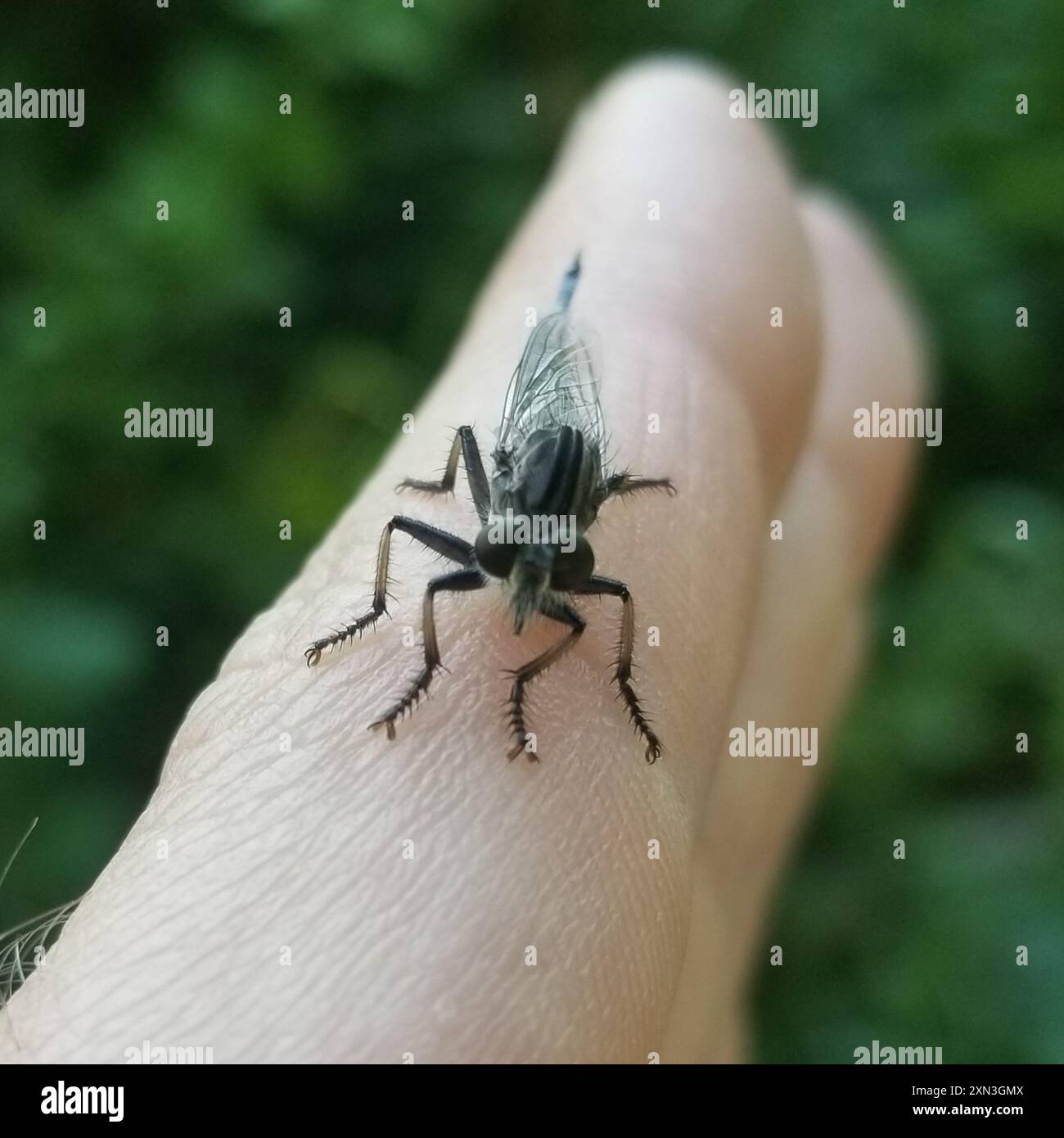 Northeastern Hammertail (Efferia aestuans) Insecta Stock Photo - Alamy