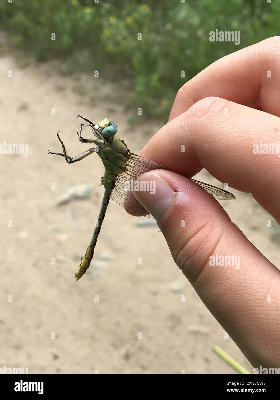 Pale Snaketail (Ophiogomphus severus) Insecta Stock Photo - Alamy