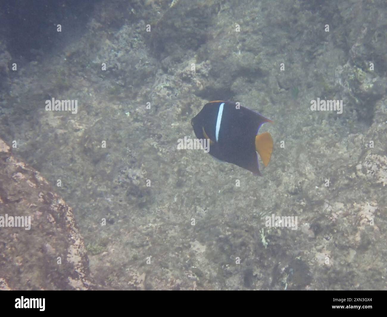 King Angelfish (Holacanthus passer) Actinopterygii Stock Photo - Alamy