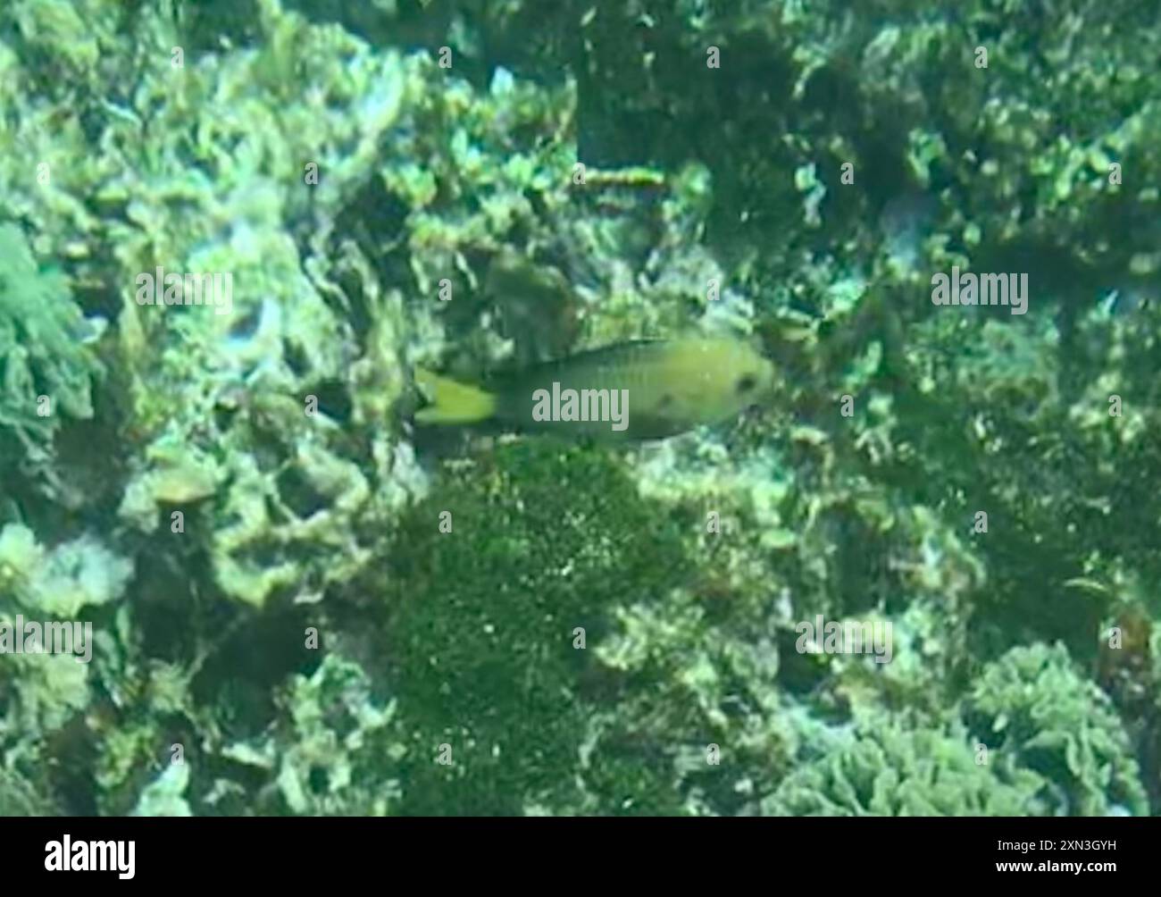 Yellowtail Damselfish (Microspathodon chrysurus) Actinopterygii Stock ...