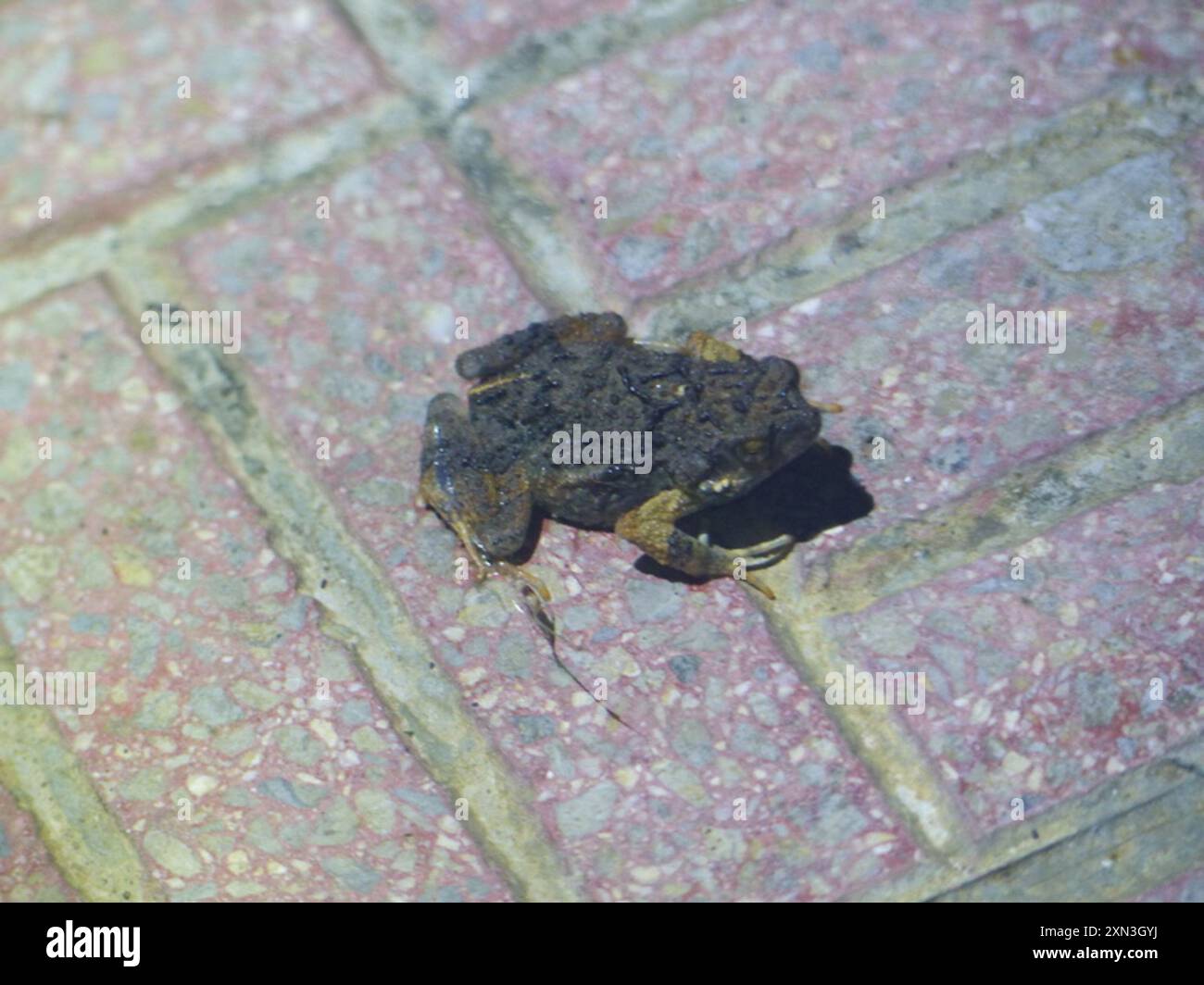 Tungara frog hi-res stock photography and images - Alamy