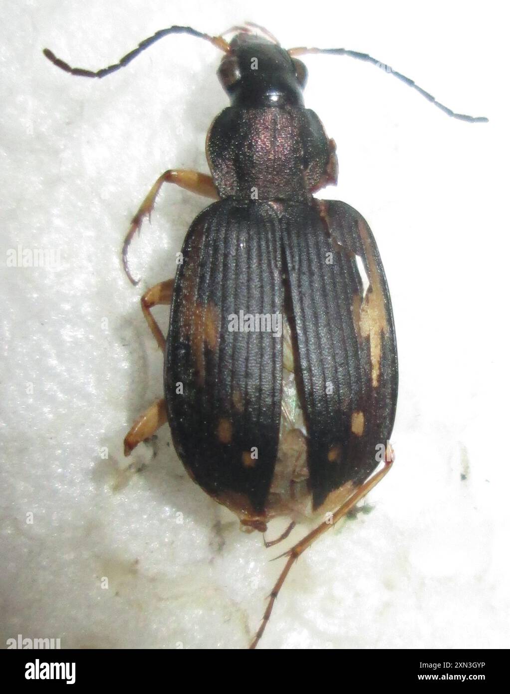 Vivid Metallic Ground Beetles (Chlaenius) Insecta Stock Photo - Alamy