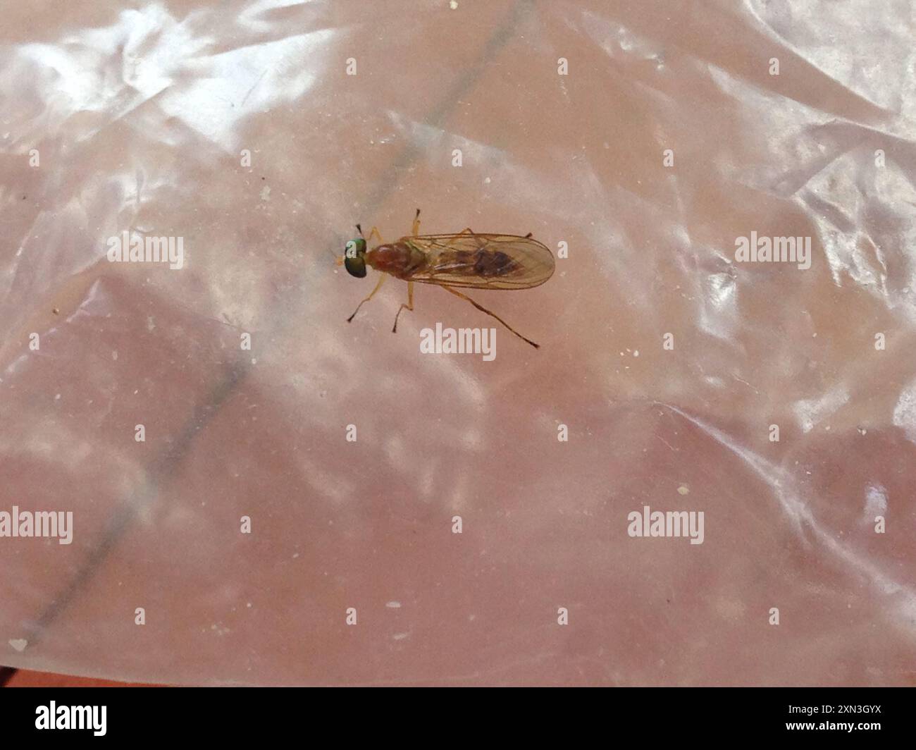 Compost Fly (Ptecticus trivittatus) Insecta Stock Photo - Alamy