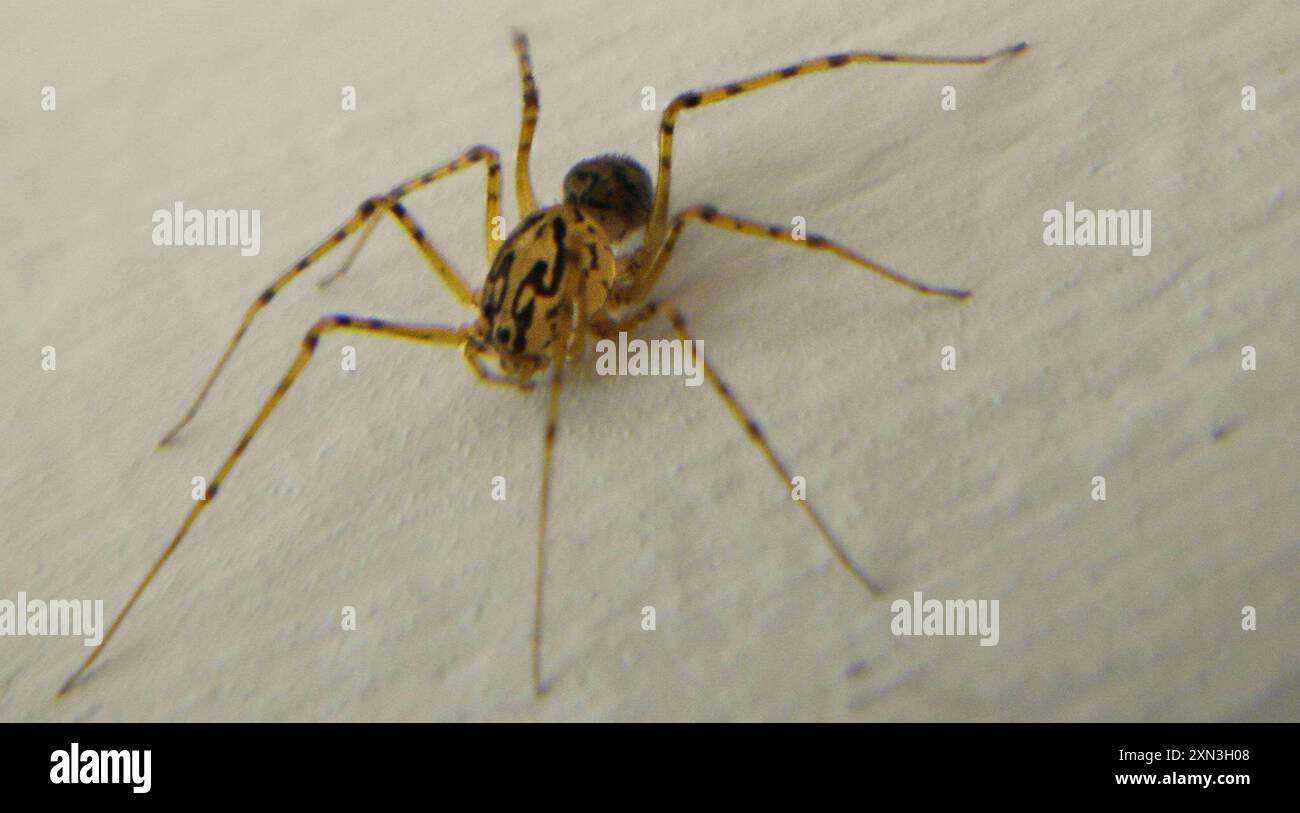 Common Spitting Spider (Scytodes thoracica) Arachnida Stock Photo - Alamy
