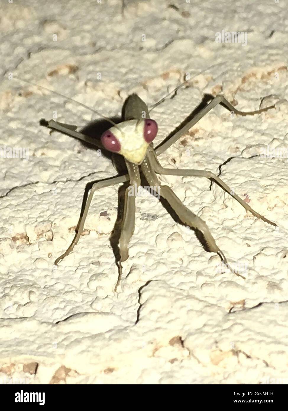 Mediterranean Mantis (Iris oratoria) Insecta Stock Photo - Alamy