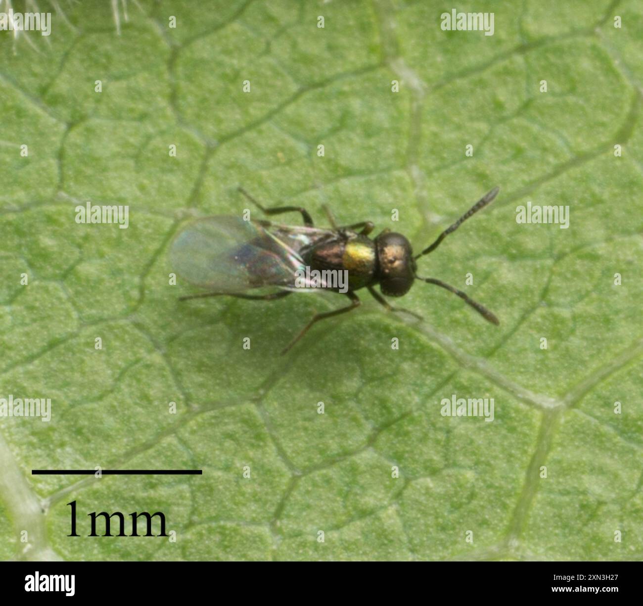 Encyrtidae hi-res stock photography and images - Alamy