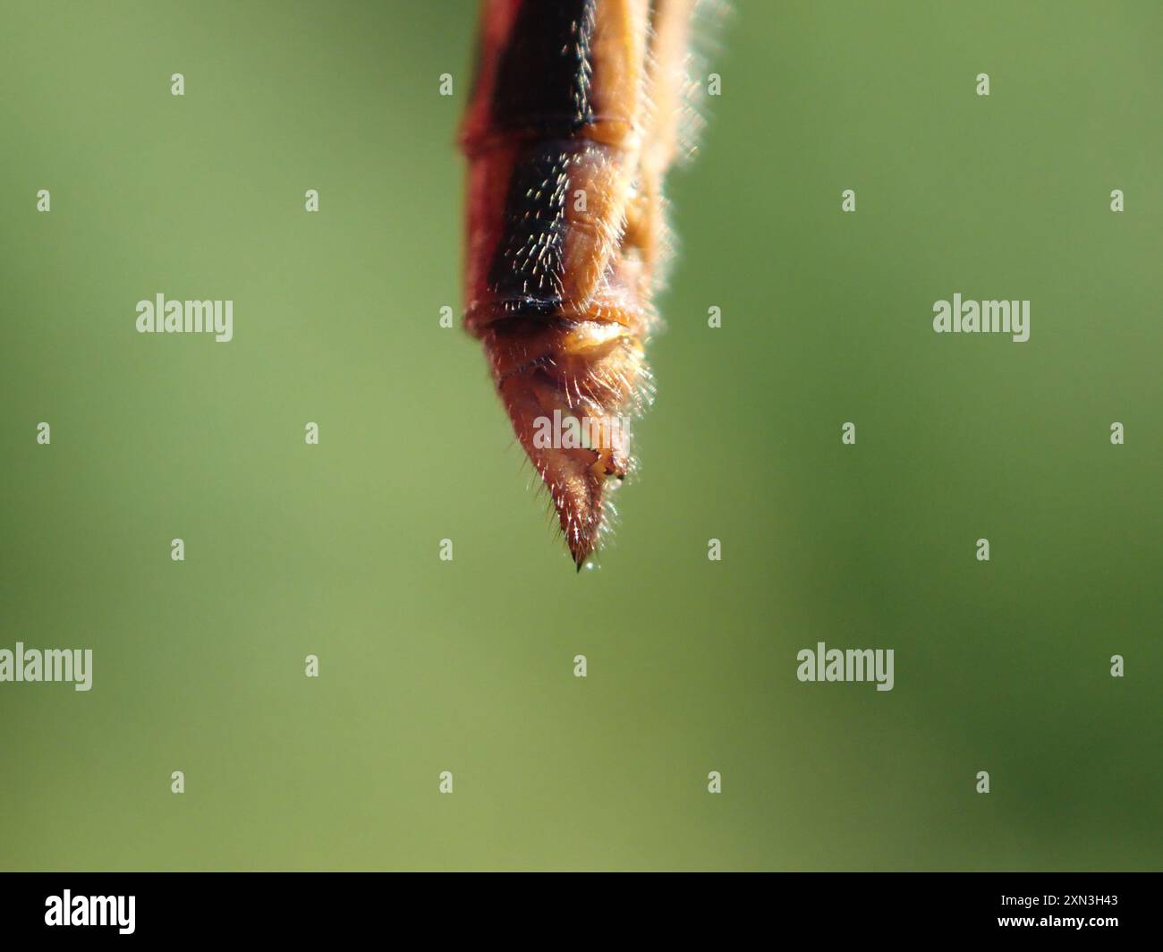 Cherry-faced Meadowhawk (Sympetrum internum) Insecta Stock Photo - Alamy