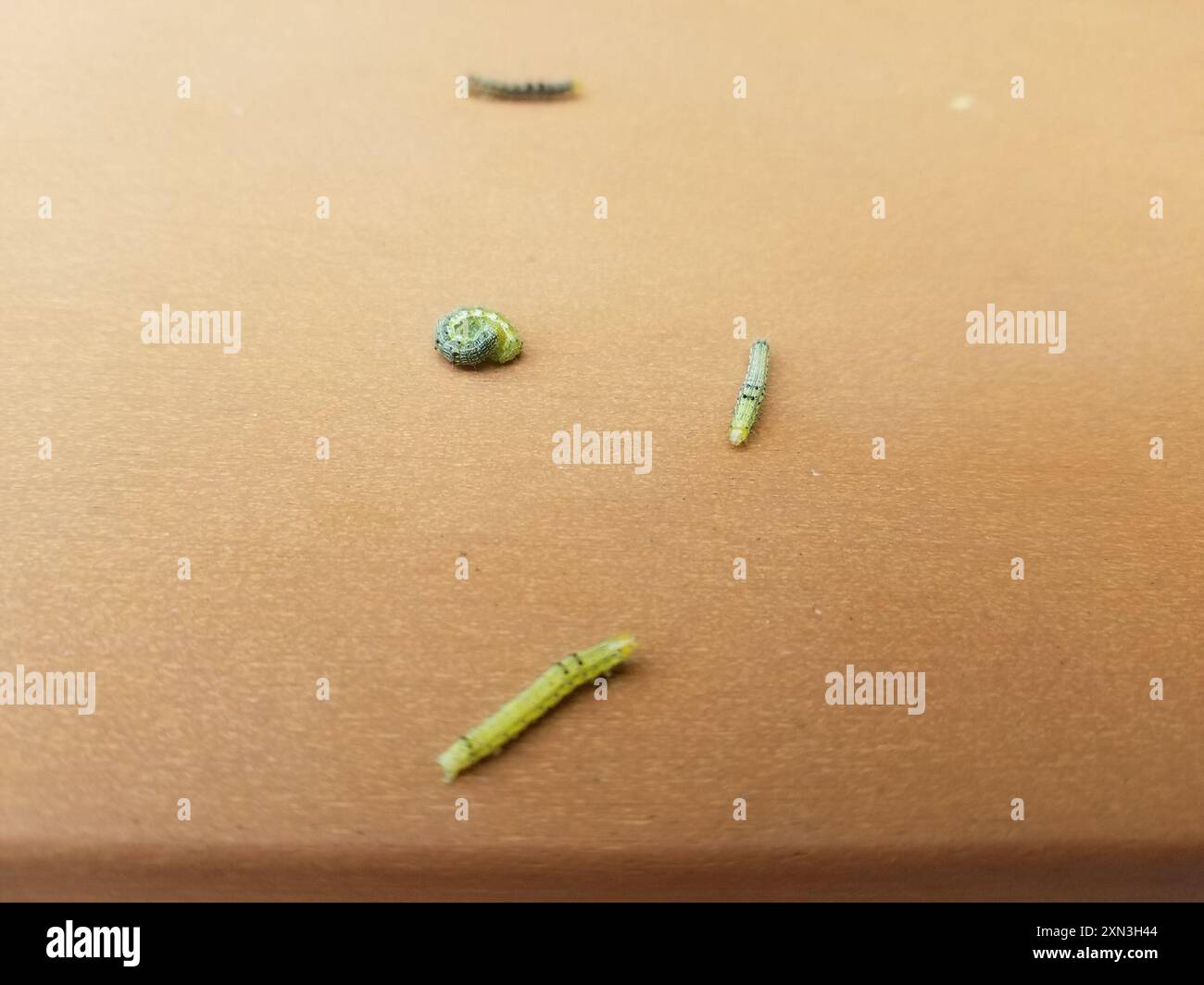 Tobacco budworm hi-res stock photography and images - Alamy