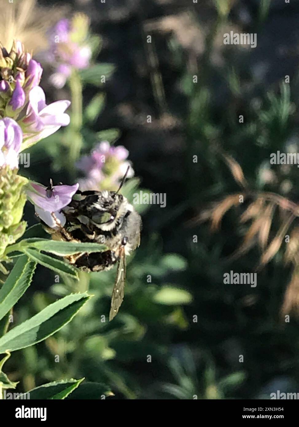 Common Digger Bees (Anthophora) Insecta Stock Photo - Alamy