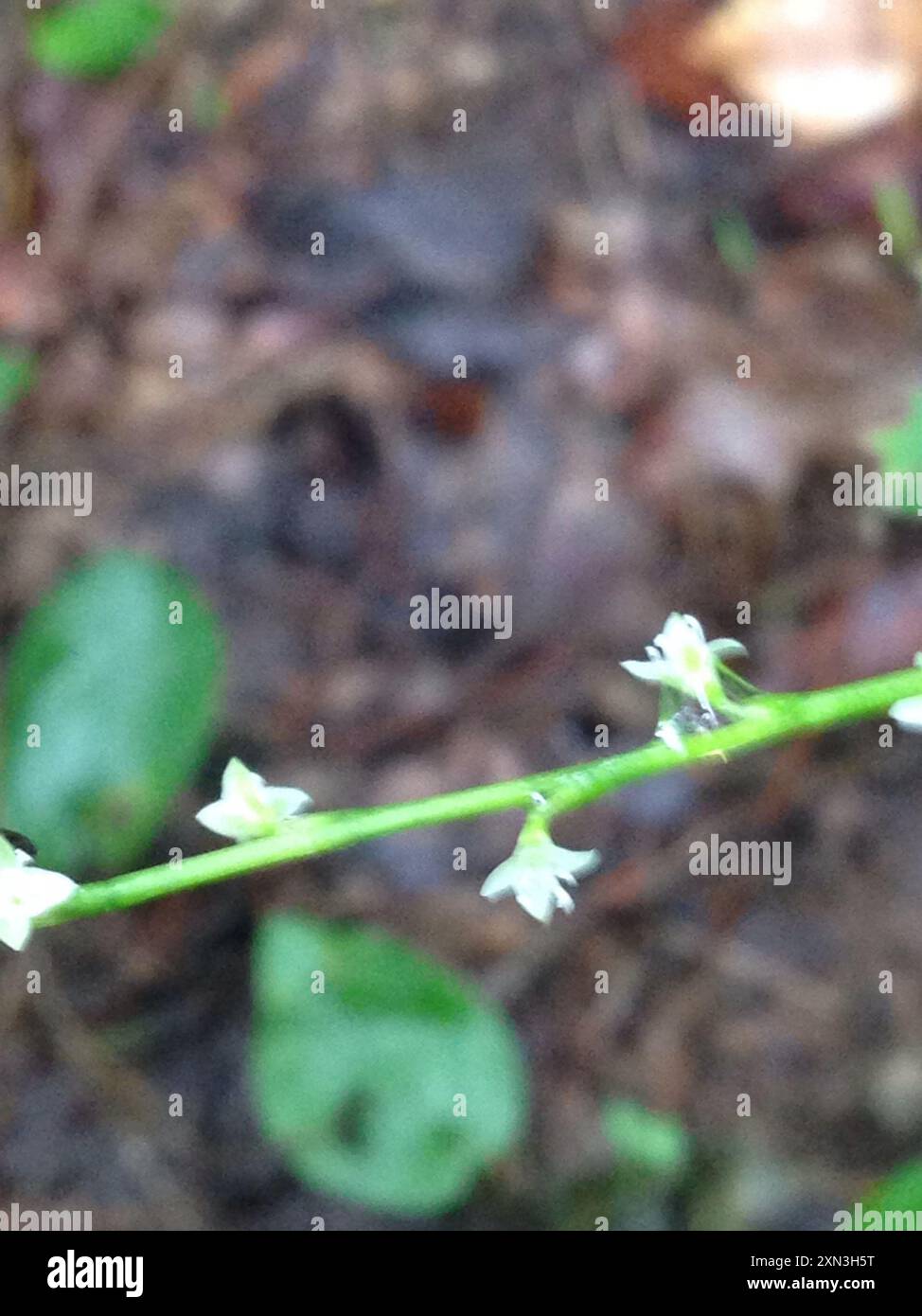 American jumpseed (Persicaria virginiana) Plantae Stock Photo - Alamy