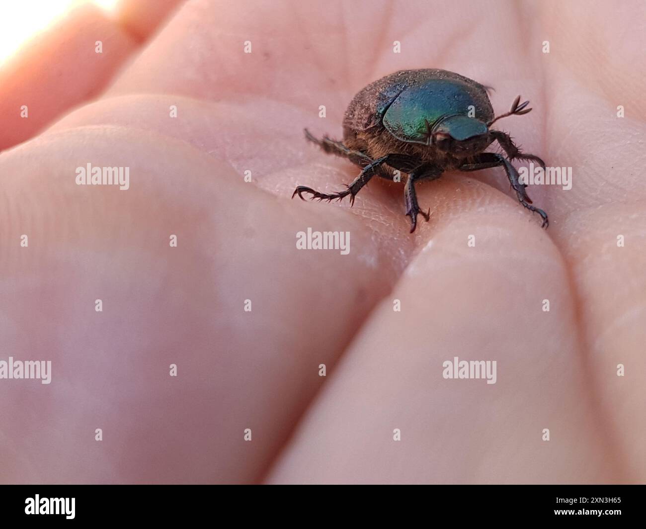Dune Chafer (Anomala dubia) Insecta Stock Photo - Alamy