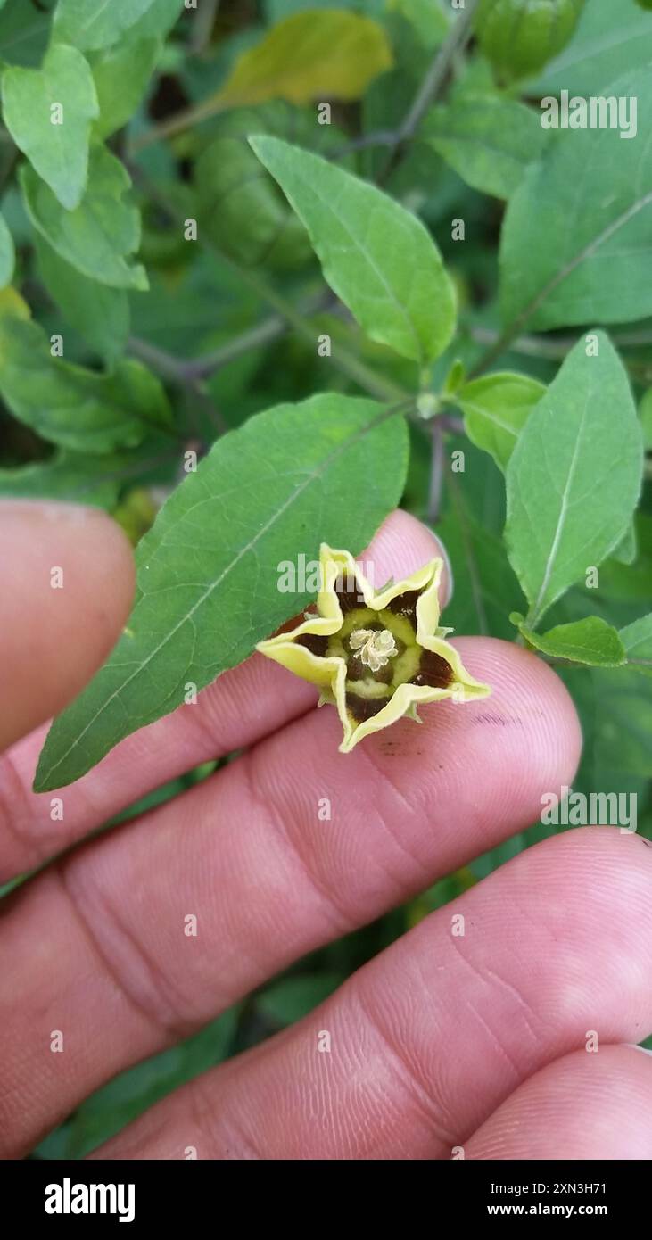long-leaved groundcherry (Physalis longifolia) Plantae Stock Photo - Alamy