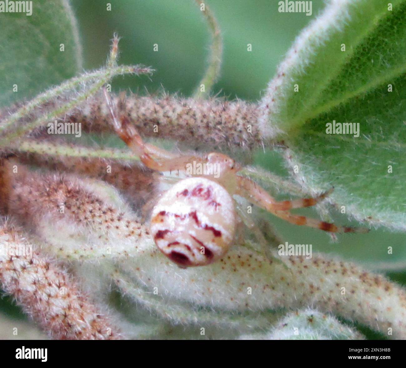 Crab Spiders (Thomisidae) Arachnida Stock Photo - Alamy