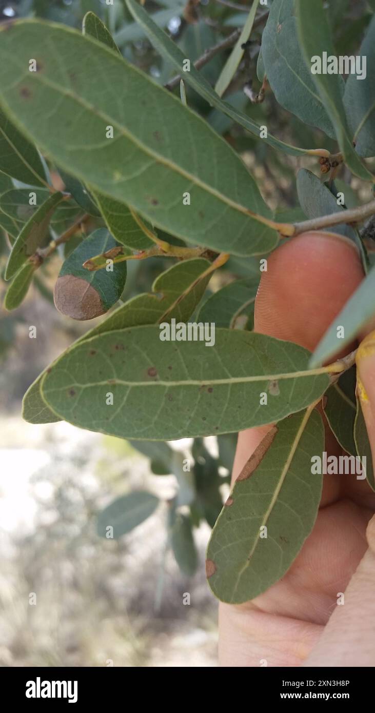 Mexican blue oak (Quercus oblongifolia) Plantae Stock Photo - Alamy