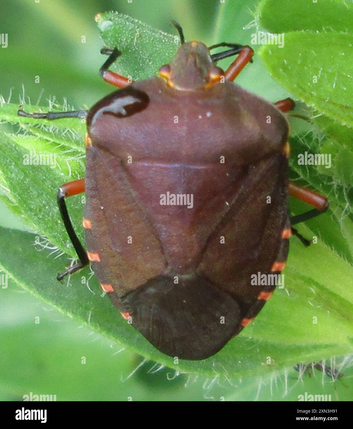 Caura hi-res stock photography and images - Alamy