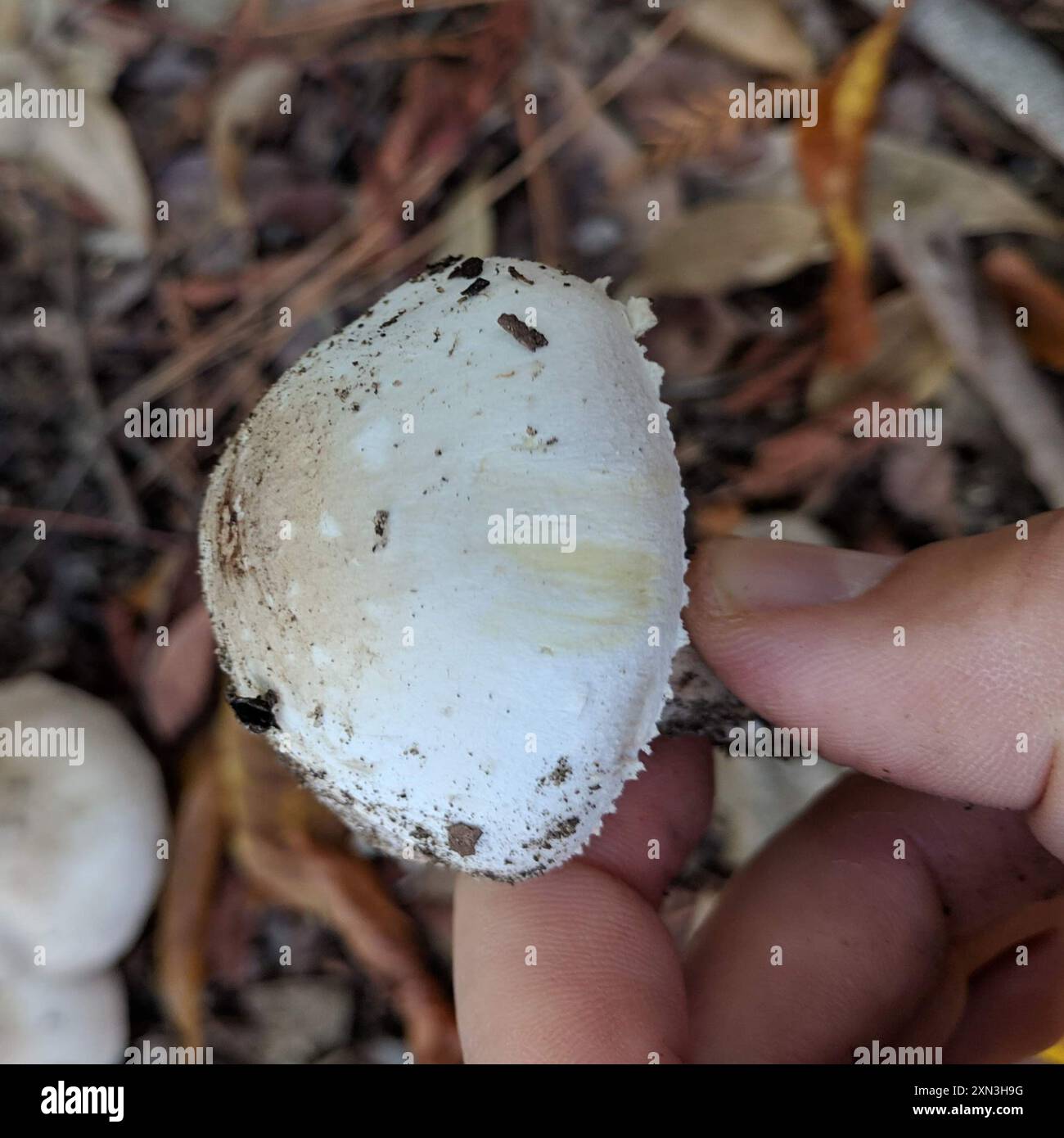 Yellow Stainer (Agaricus xanthodermus) Fungi Stock Photo - Alamy