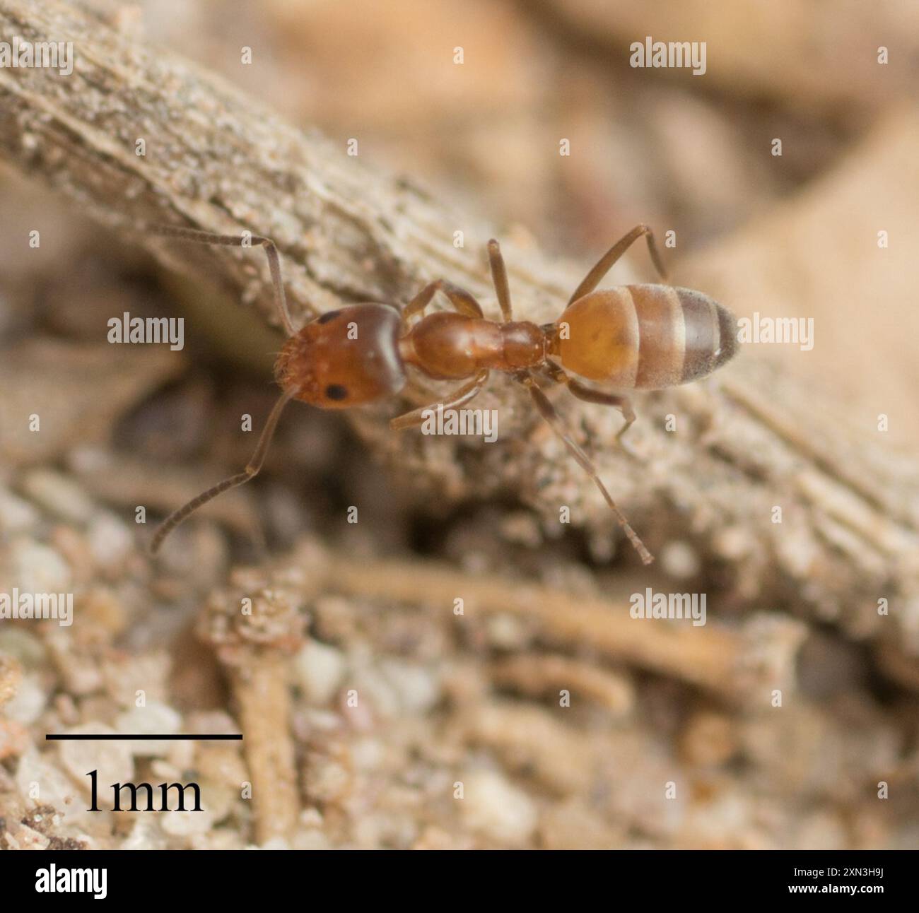 High Noon Ant (Forelius pruinosus) Insecta Stock Photo - Alamy