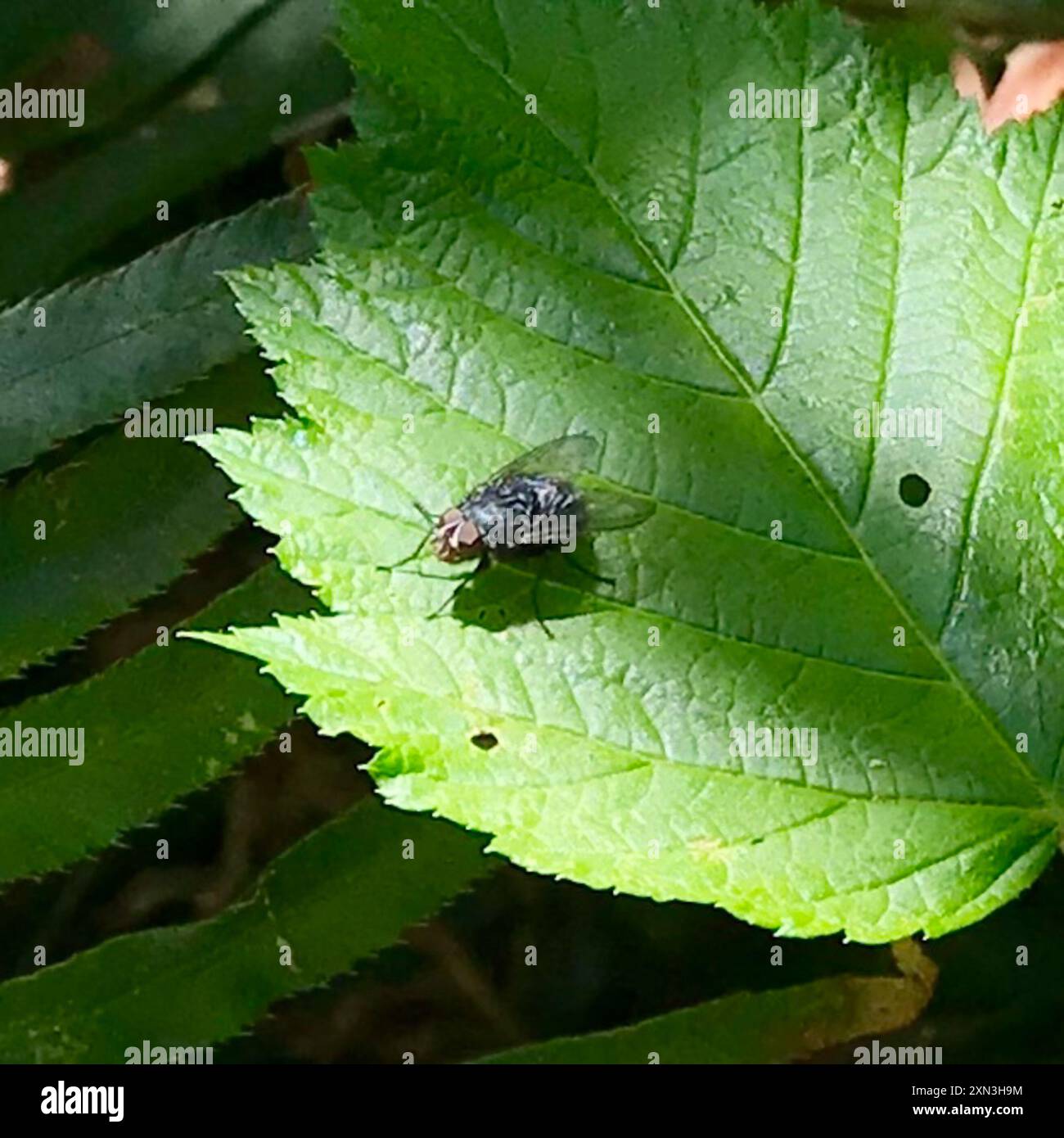 Flies (Diptera) Insecta Stock Photo - Alamy