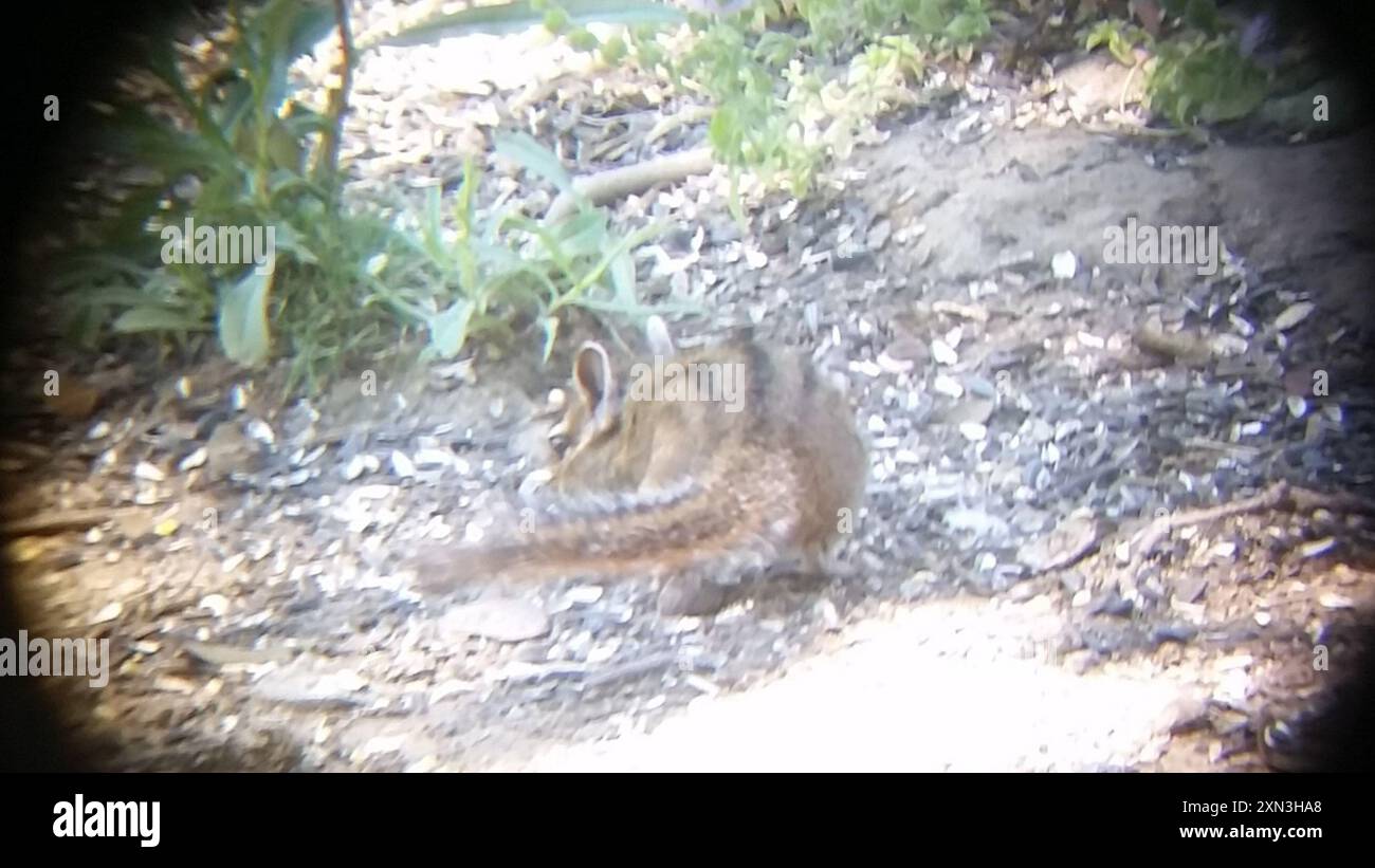 Townsend's Chipmunk (Neotamias townsendii) Mammalia Stock Photo - Alamy