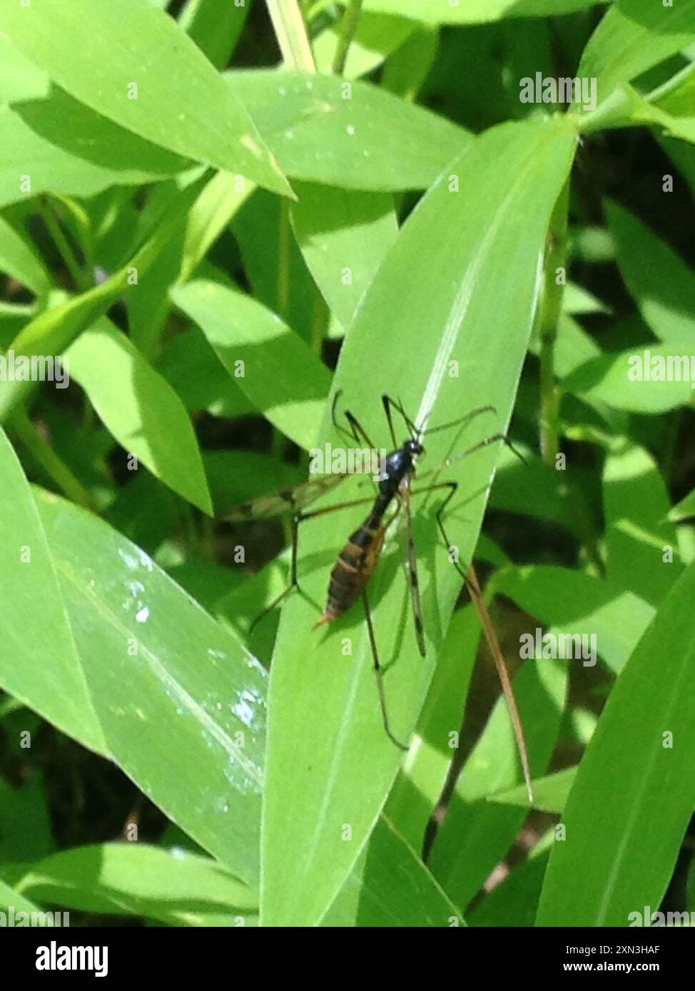 Ptychoptera quadrifasciata hi-res stock photography and images - Alamy